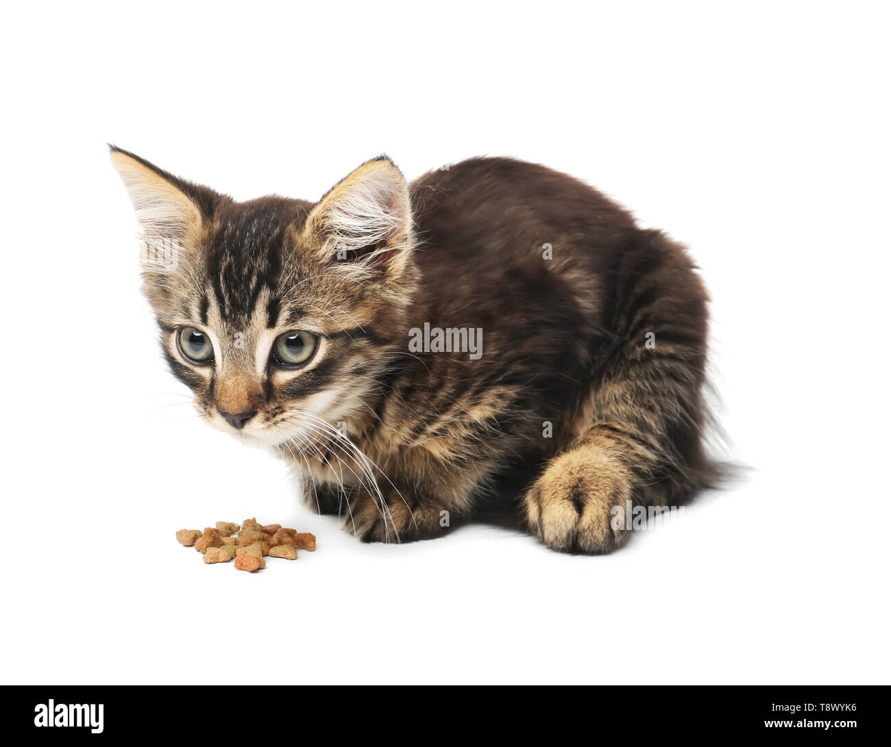 Cute little kitten eating food on white background Stock Photo - Alamy