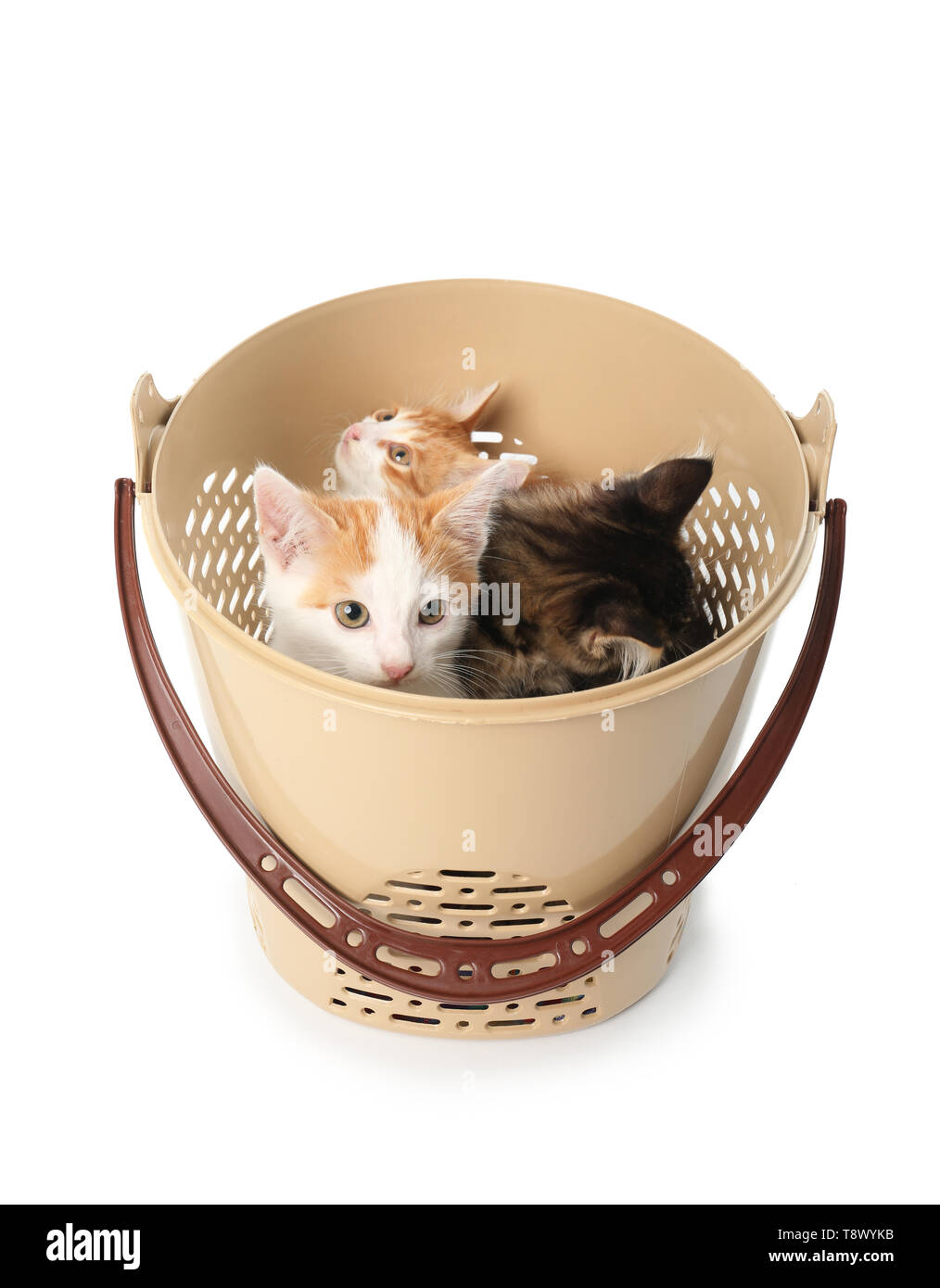 Cute little kittens in plastic bucket on white background Stock Photo ...