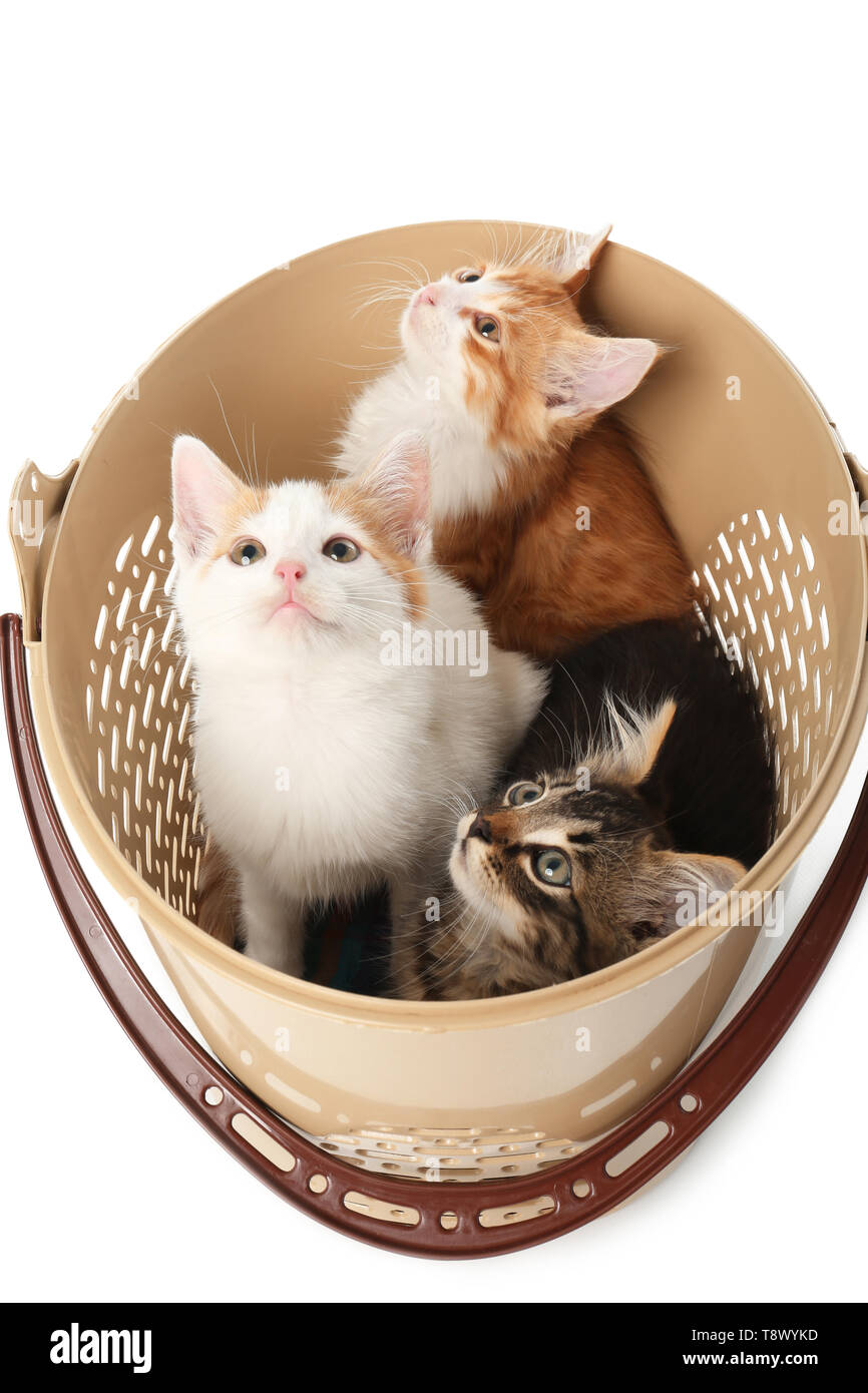 Cute little kittens in plastic bucket on white background Stock Photo ...