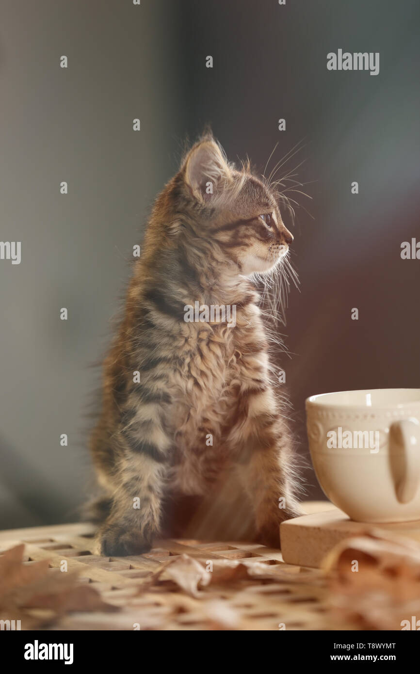 Kittens tea hi-res stock photography and images - Alamy