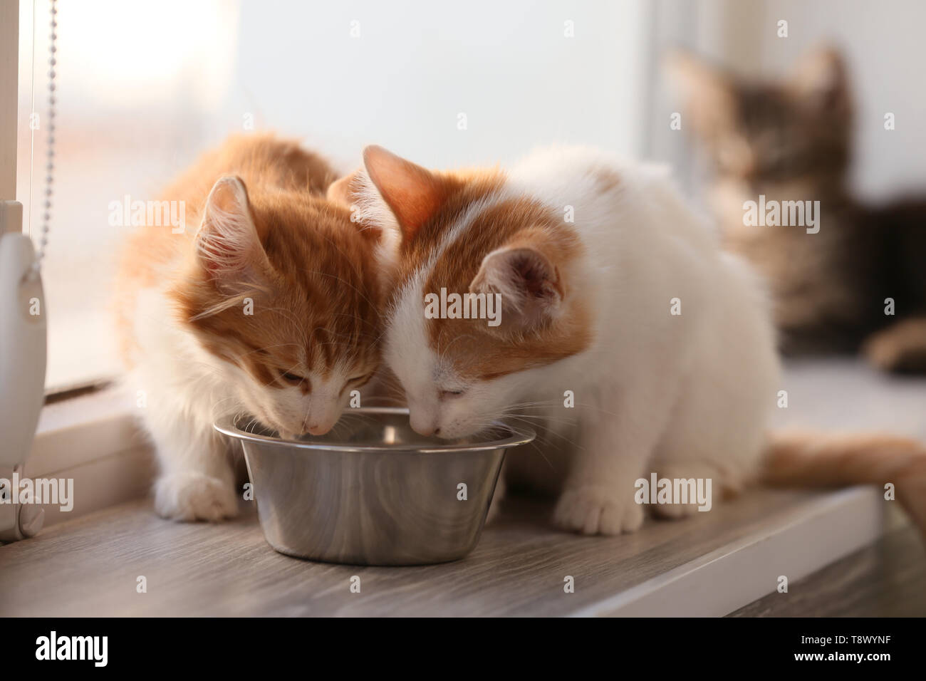 Cute little kittens eating at home Stock Photo - Alamy