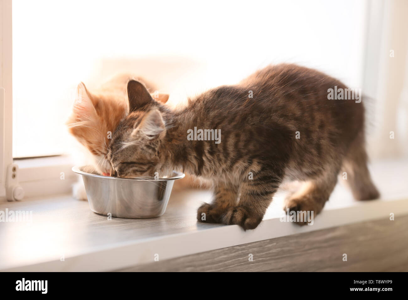 Cute little kittens eating at home Stock Photo - Alamy