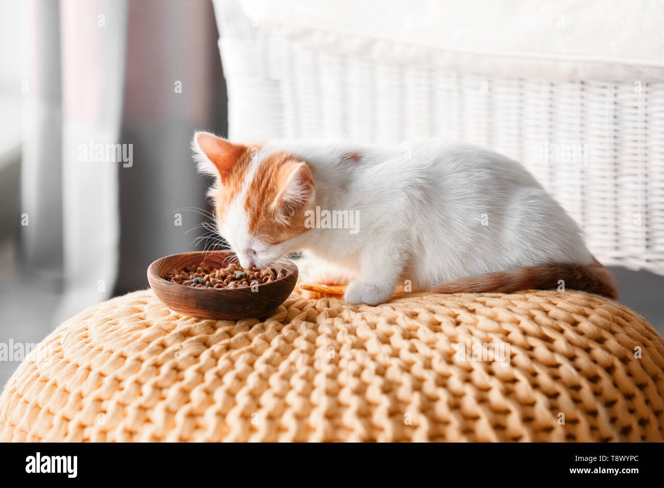 Cute little kitten eating at home Stock Photo - Alamy