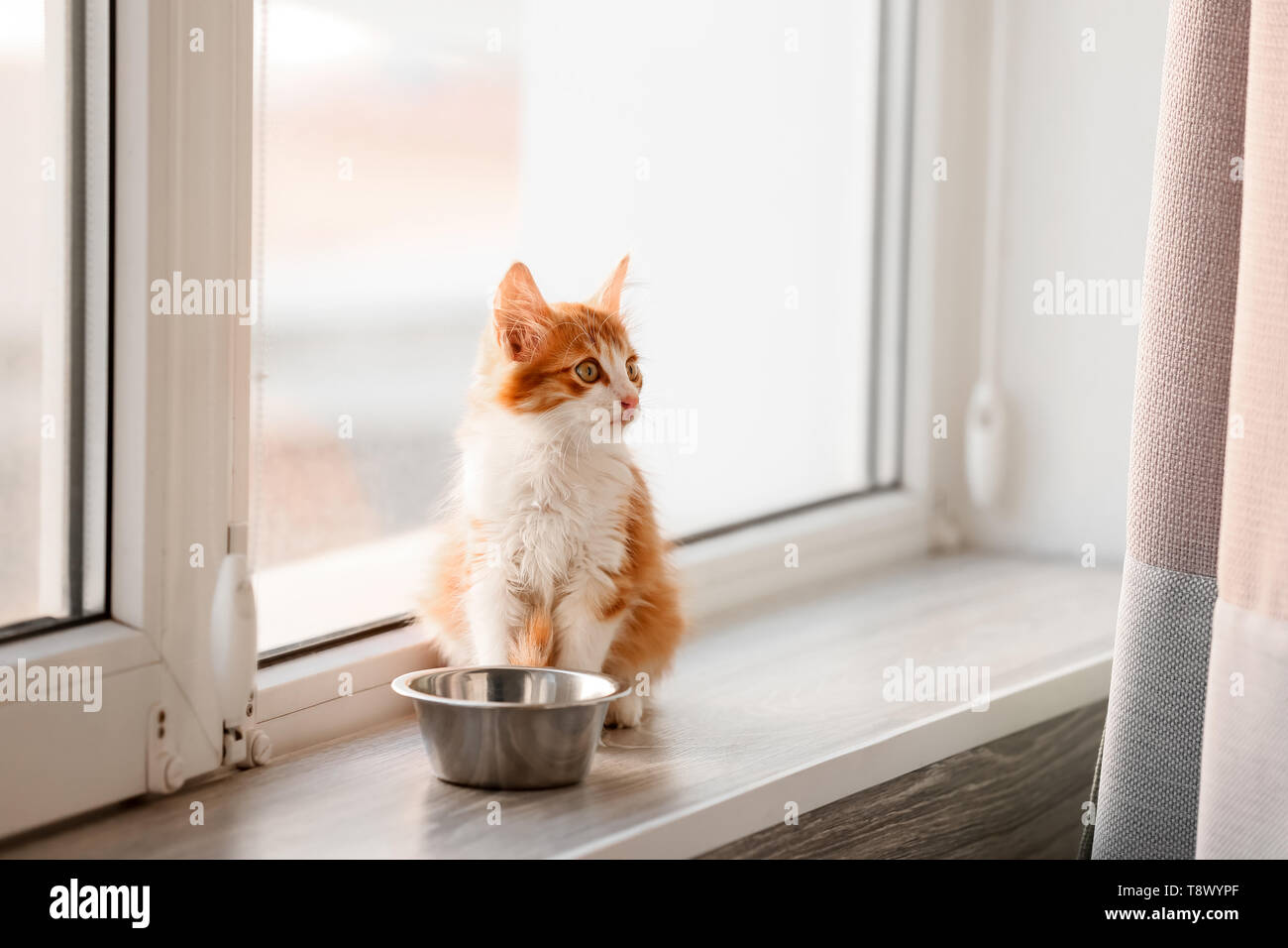 Cute little kitten and bowl with food on window sill Stock Photo - Alamy