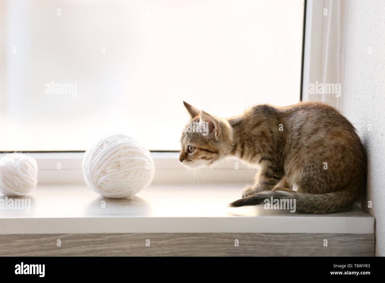Cute little kitten on window sill Stock Photo - Alamy