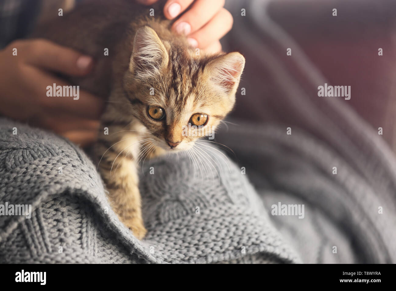Woman with cute little kitten at home, closeup Stock Photo - Alamy
