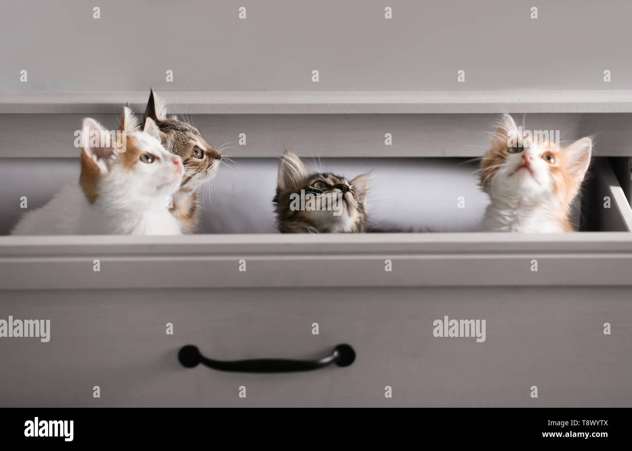 Cute little kittens in open drawer Stock Photo - Alamy