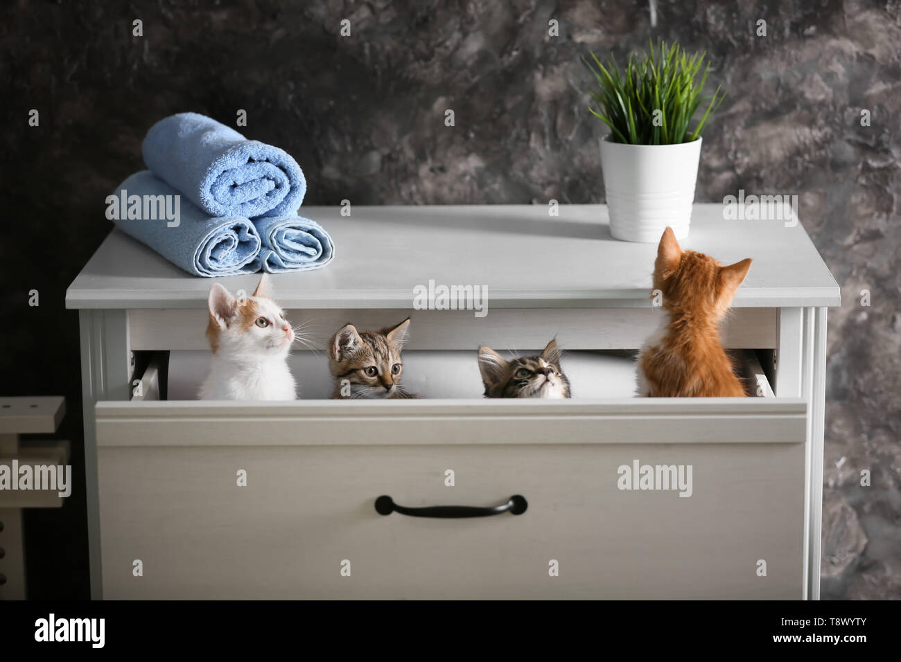 Cute little kittens in open drawer Stock Photo - Alamy