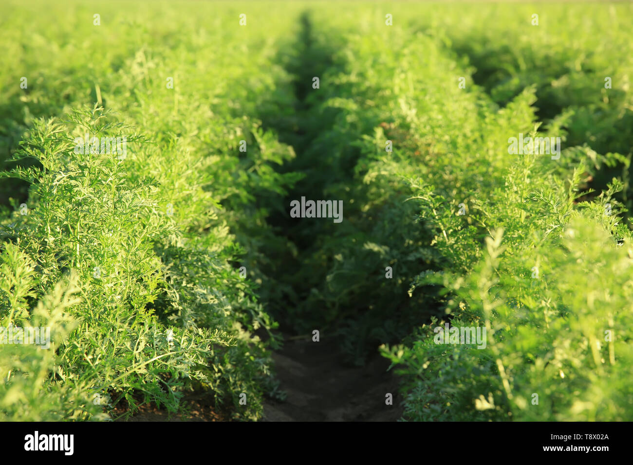 Green carrot field hi-res stock photography and images - Alamy