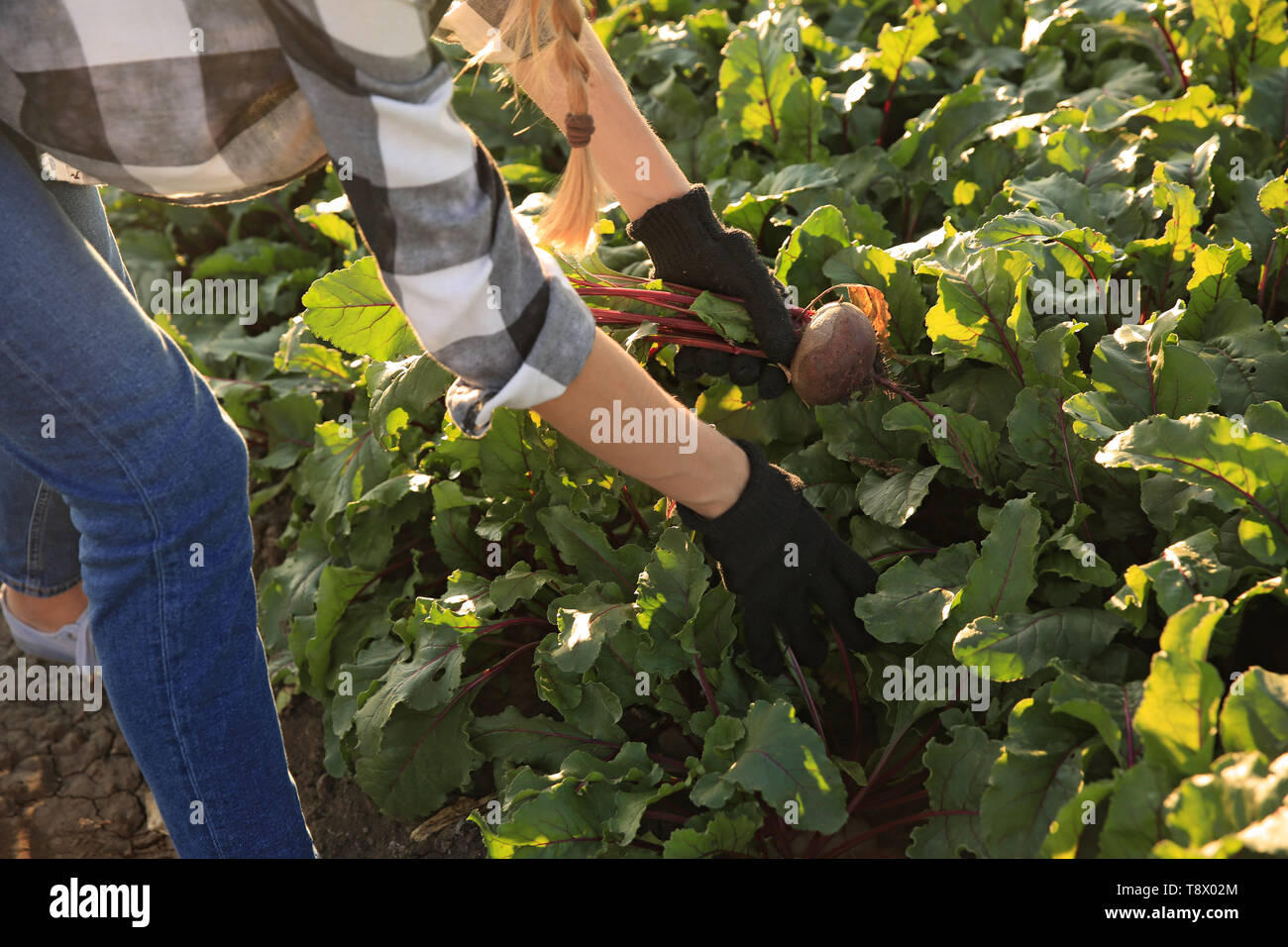Female farmer gathering crop hi-res stock photography and images - Alamy