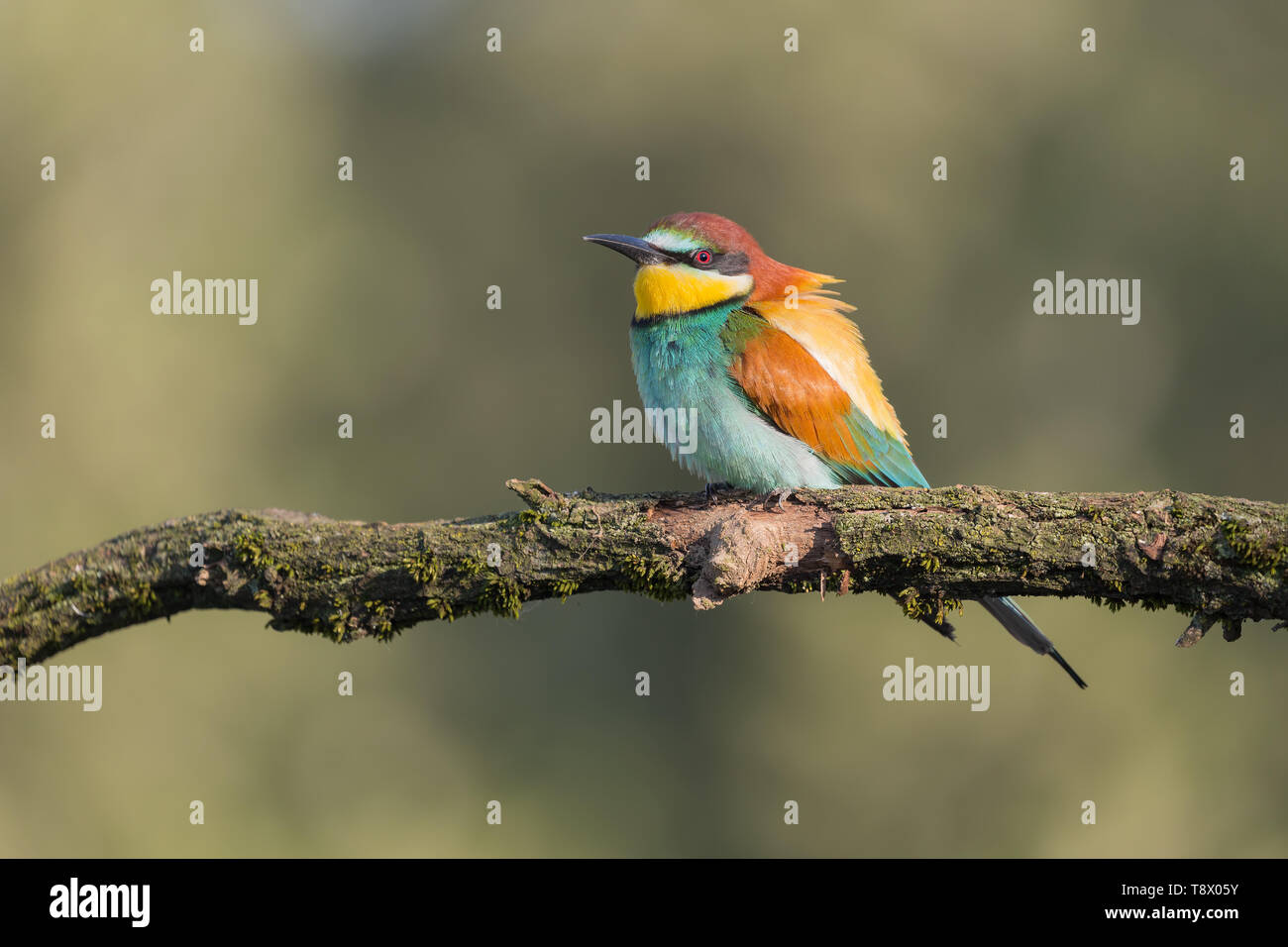 Bee aviary hi-res stock photography and images - Alamy