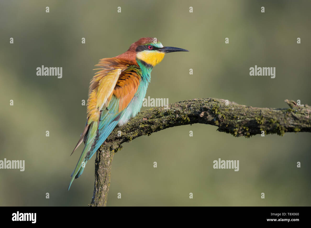 Bee aviary hi-res stock photography and images - Alamy