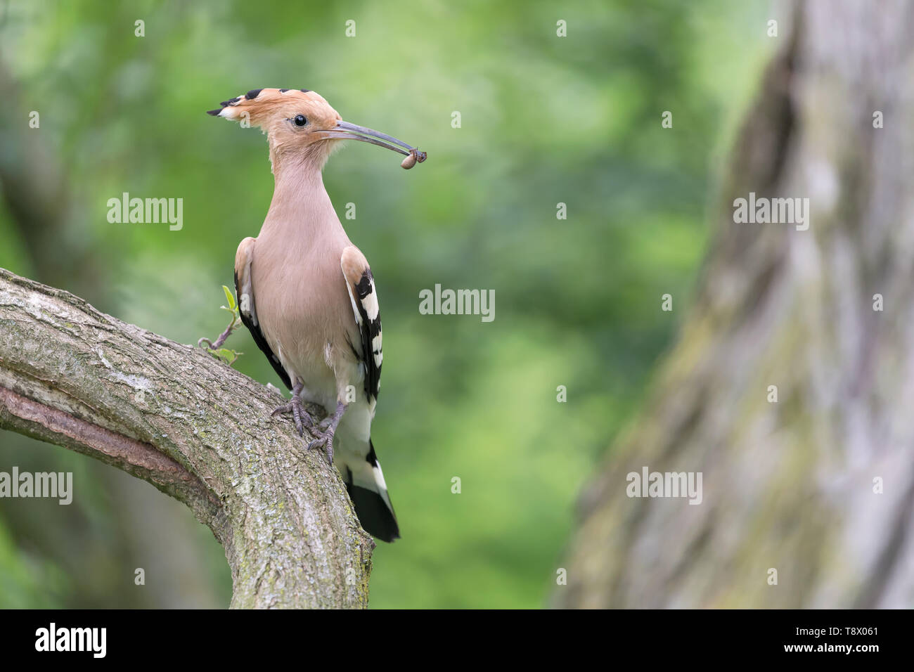 The beautiful Hoopoe bird (Upupa epops Stock Photo - Alamy