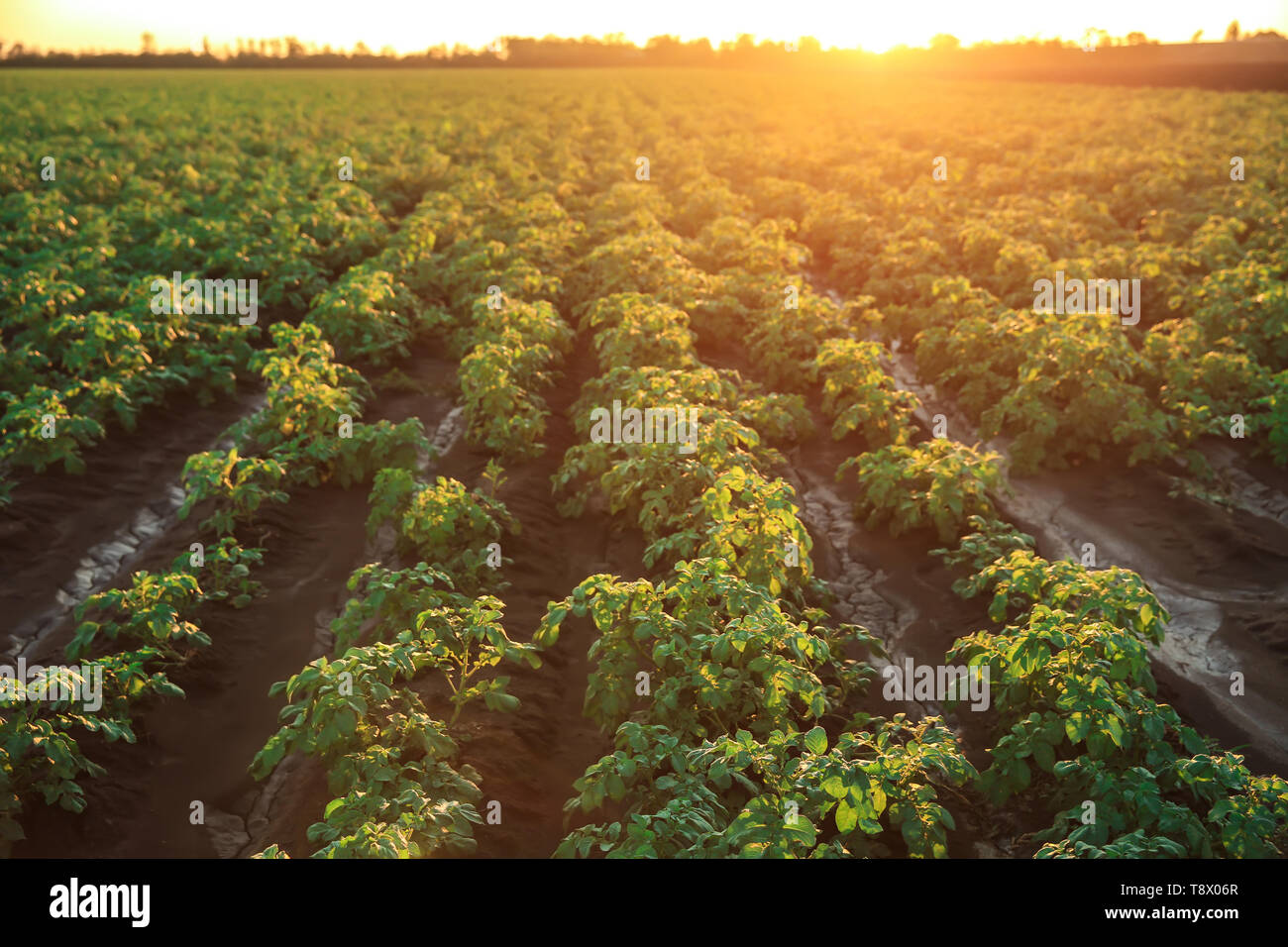View of green field in countryside Stock Photo - Alamy