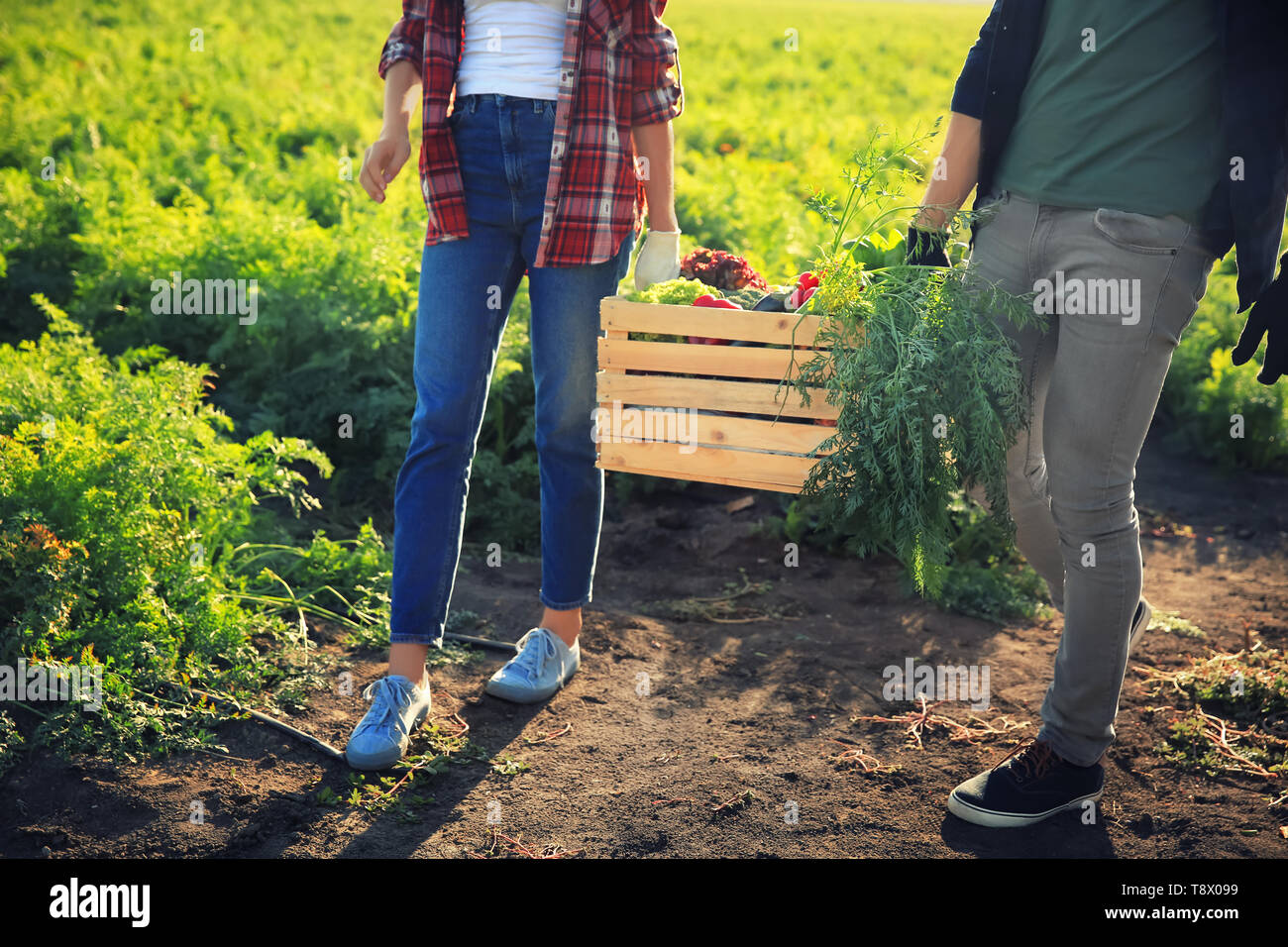 Farmers carrying crate with gathered vegetables in field Stock Photo ...