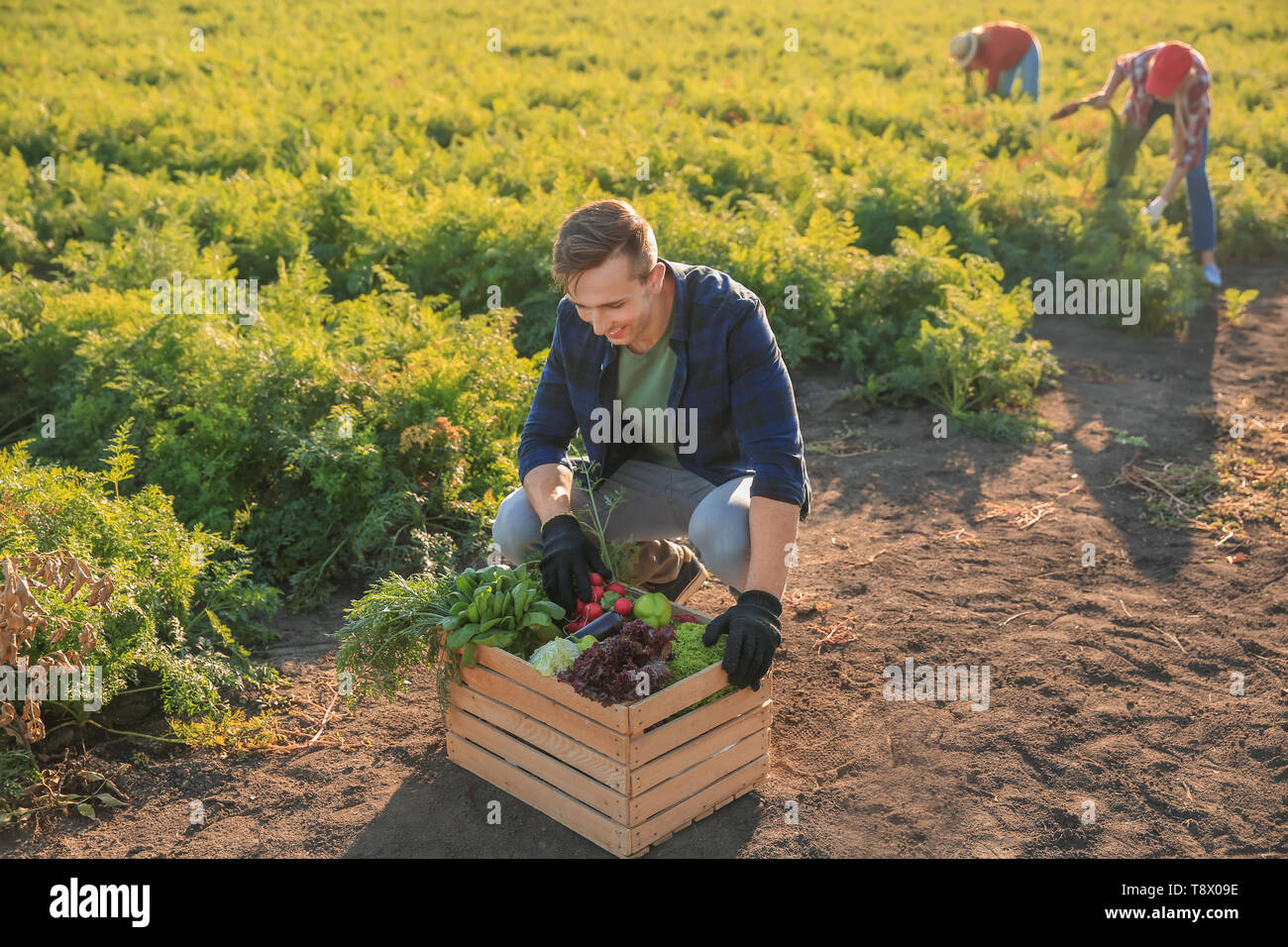 Male farmer gathering vegetables in field Stock Photo - Alamy