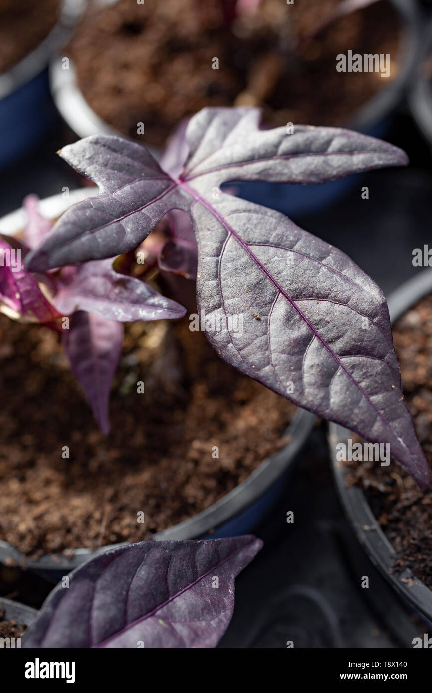 Papas deep purple hi-res stock photography and images - Alamy