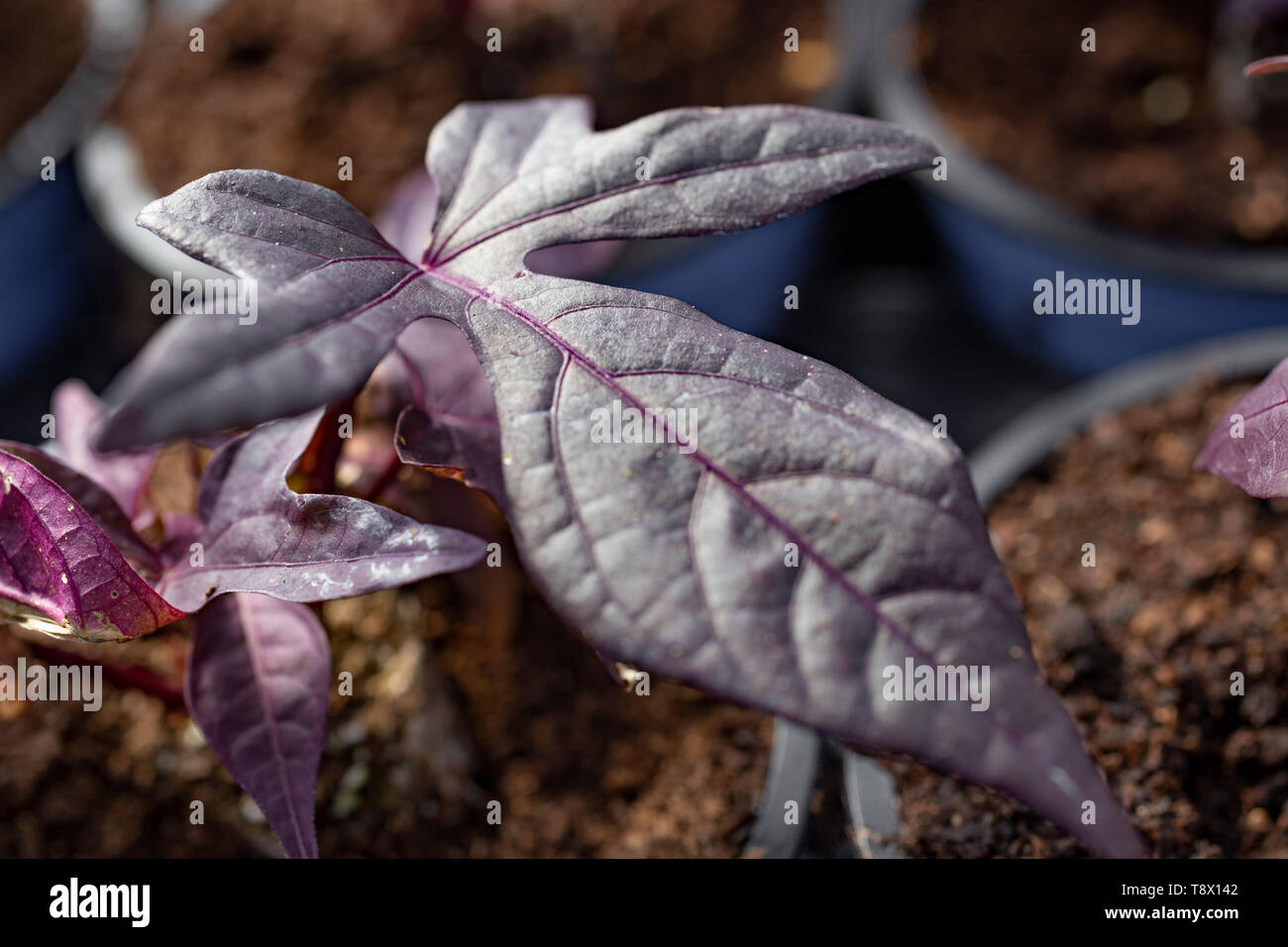 Papas purple hi-res stock photography and images - Alamy