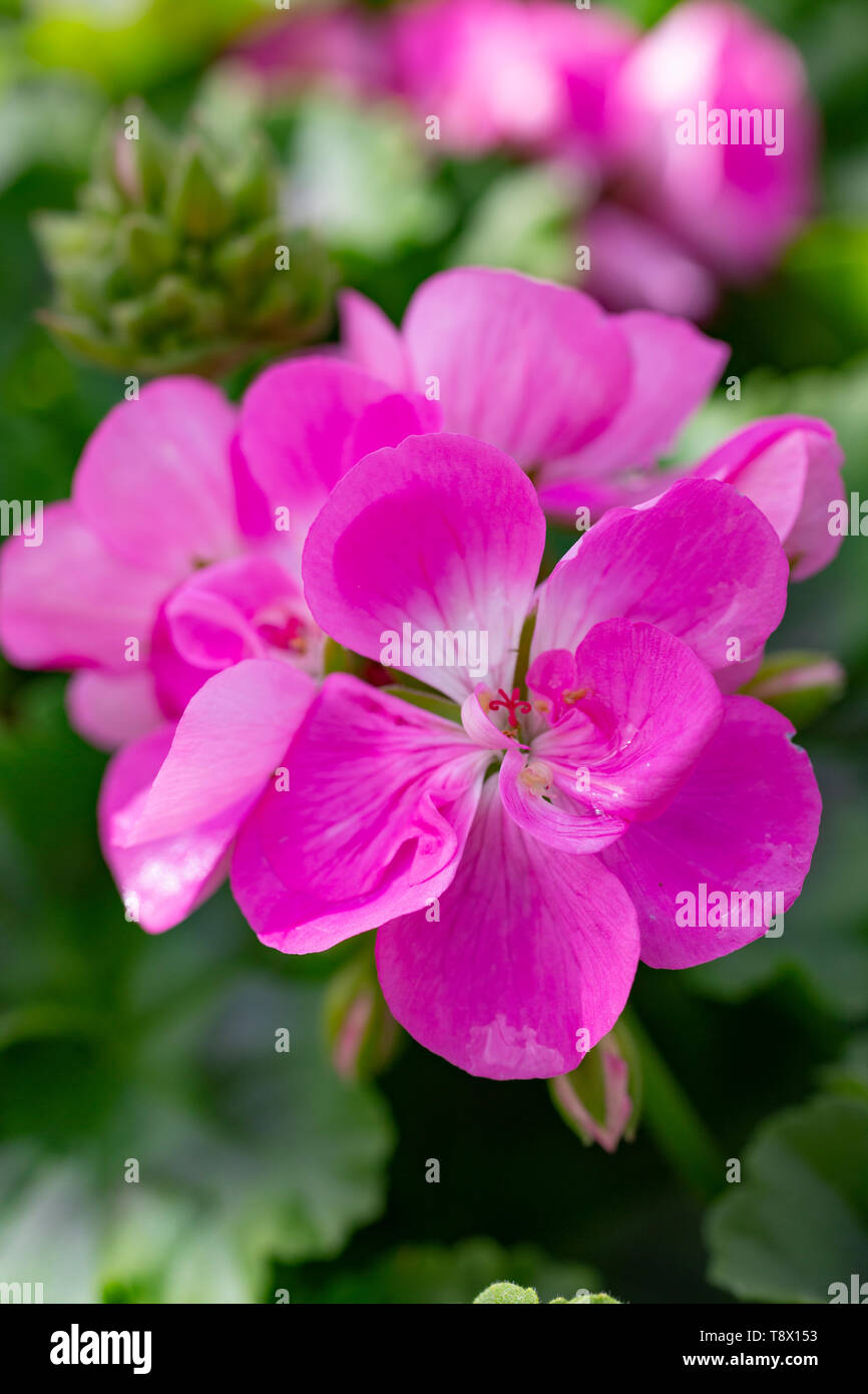 Pelargonium zonale 'Candy Rose' Stock Photo - Alamy