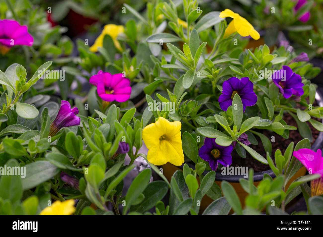 Calita series hi-res stock photography and images - Alamy