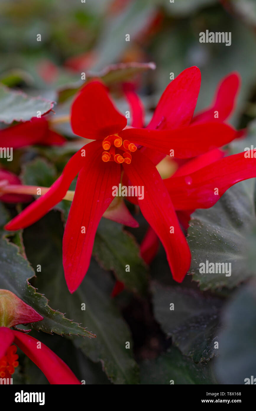 Begonia boliviensis 'Beauvilia Red' Stock Photo - Alamy