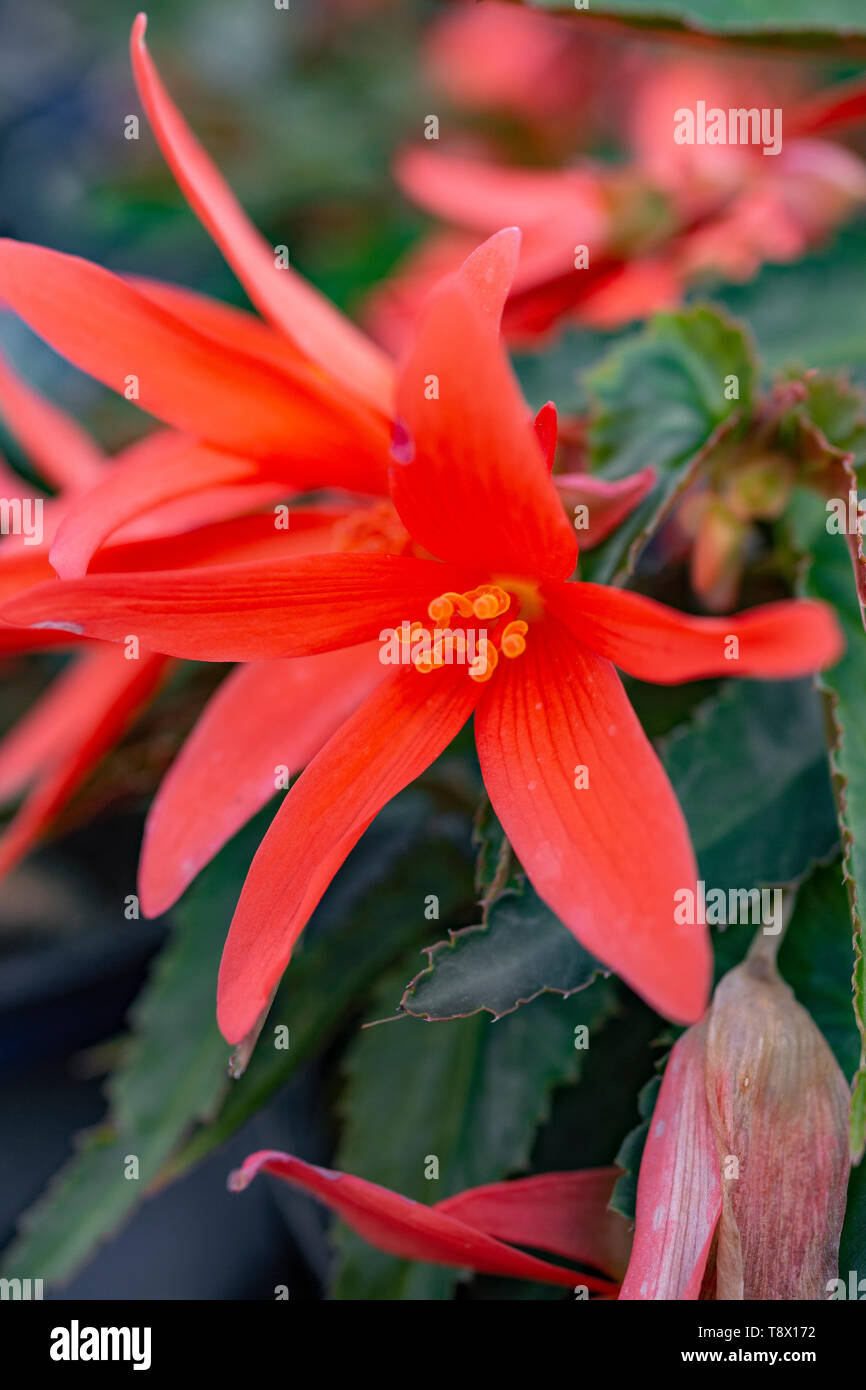Begonia boliviensis 'Beauvilia Salmon' Stock Photo - Alamy