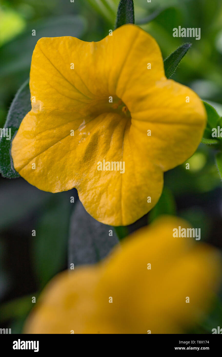 Calibrachoa 'Deep Yellow' Calita series Stock Photo - Alamy