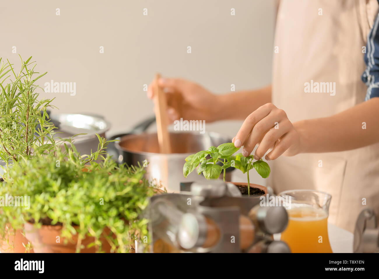 Woman picking fresh basil hi-res stock photography and images - Alamy