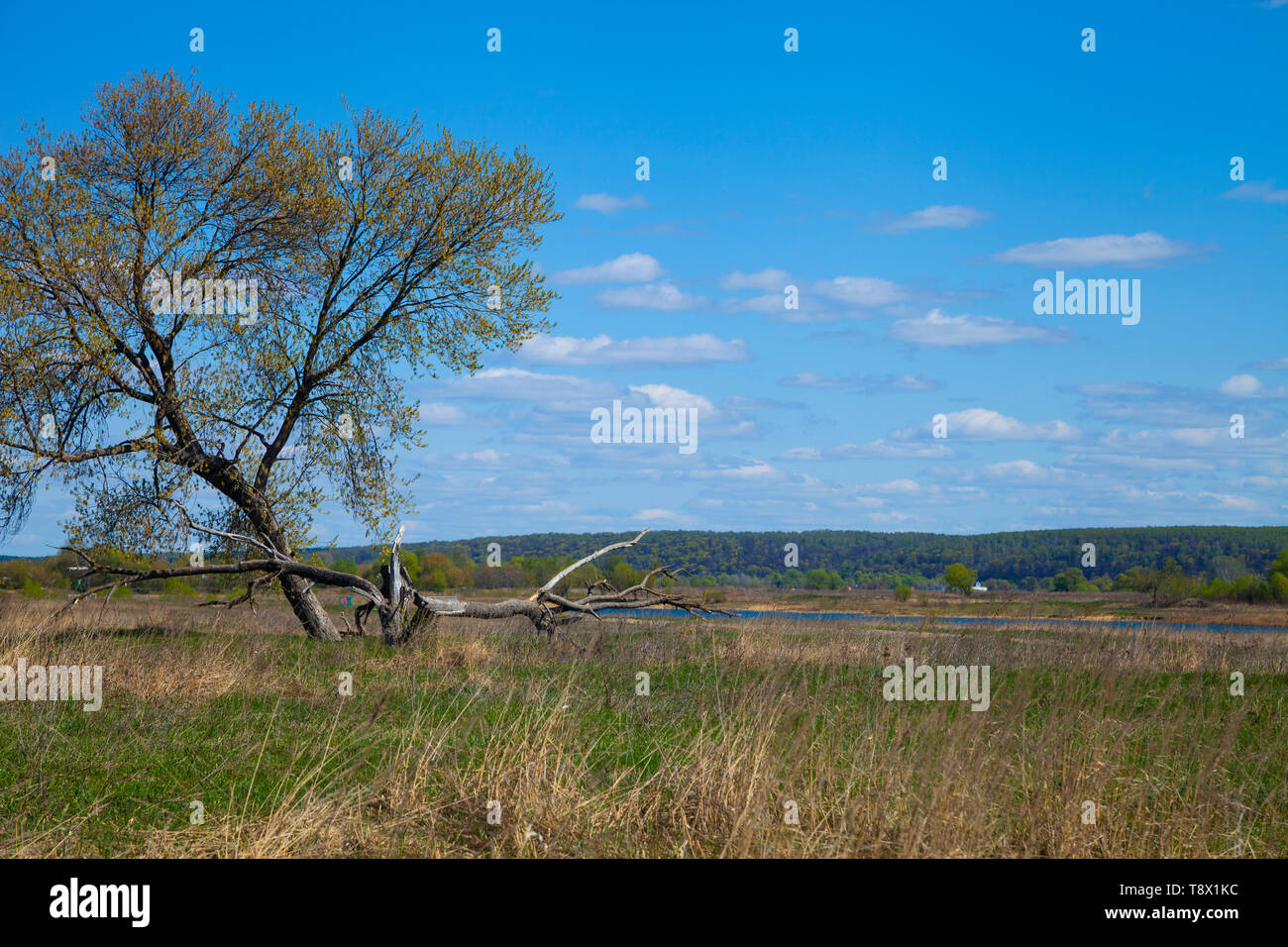 One tree in the field. Beautiful landscape.Early spring Stock Photo - Alamy