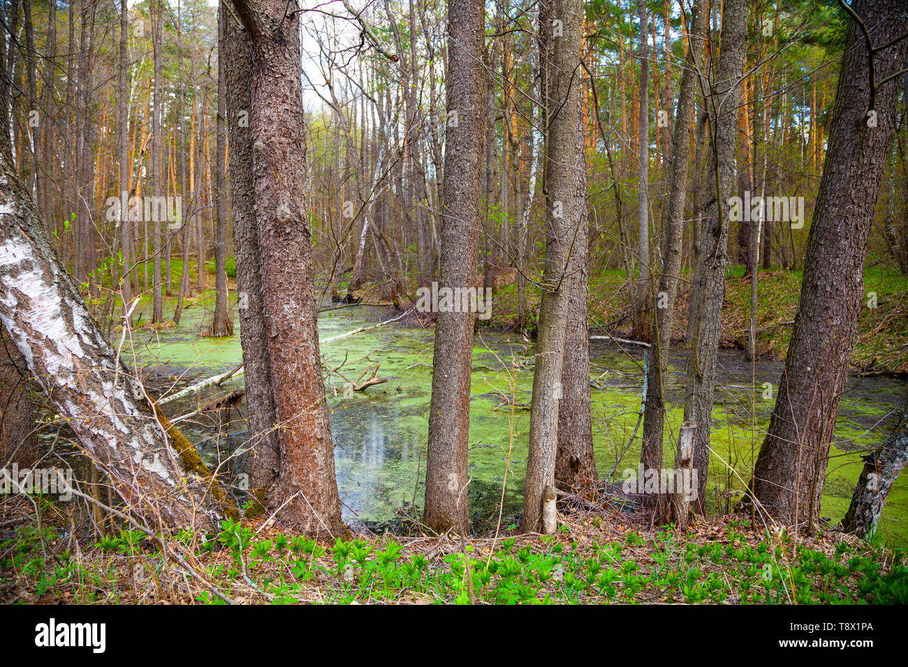 Swamp in the forest. Beautiful summer landscape Stock Photo - Alamy