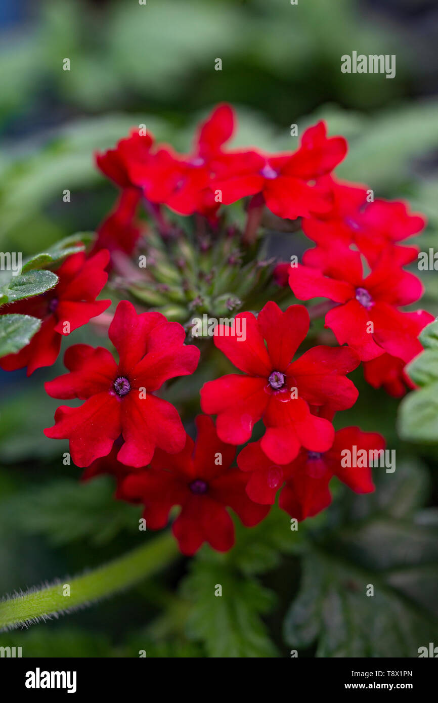 Verbena trailing Red Stock Photo - Alamy