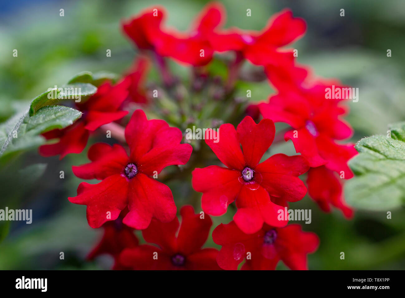 Trailing verbena hi-res stock photography and images - Alamy