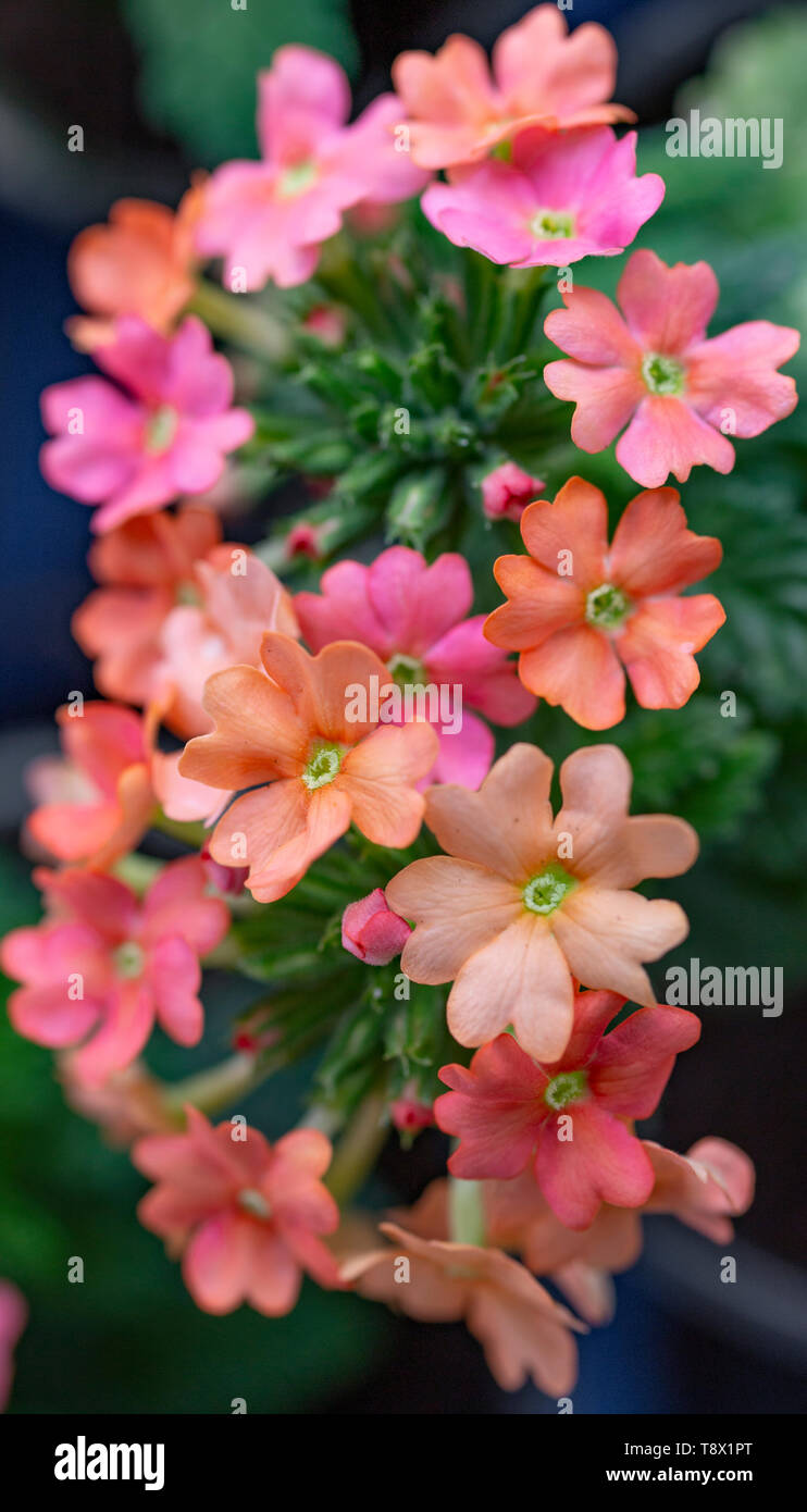 Peach verbena hi-res stock photography and images - Alamy