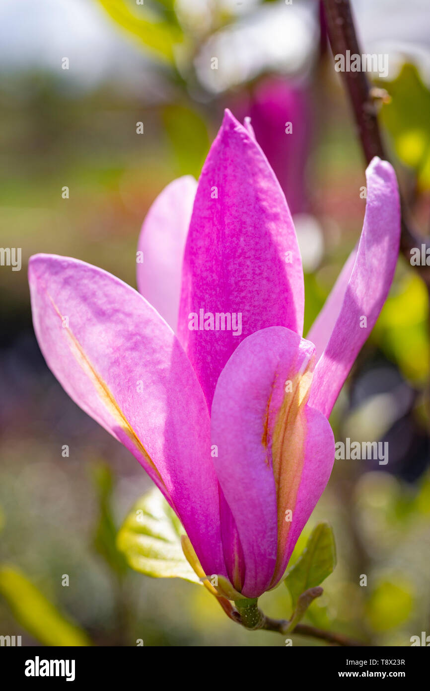 Magnolia susan hi-res stock photography and images - Alamy