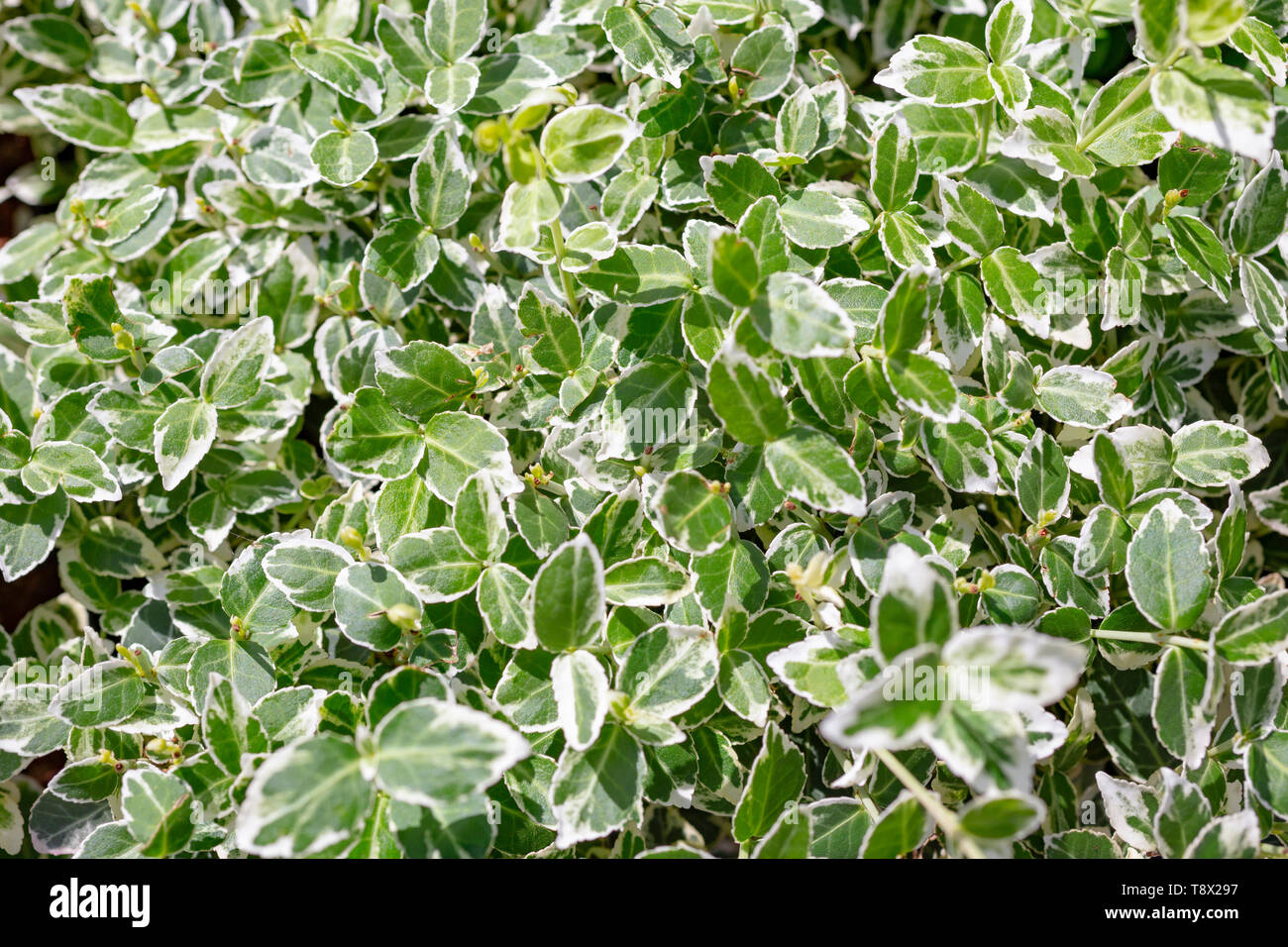 Euonymus fortunei 'Emerald Gaiety' Stock Photo - Alamy