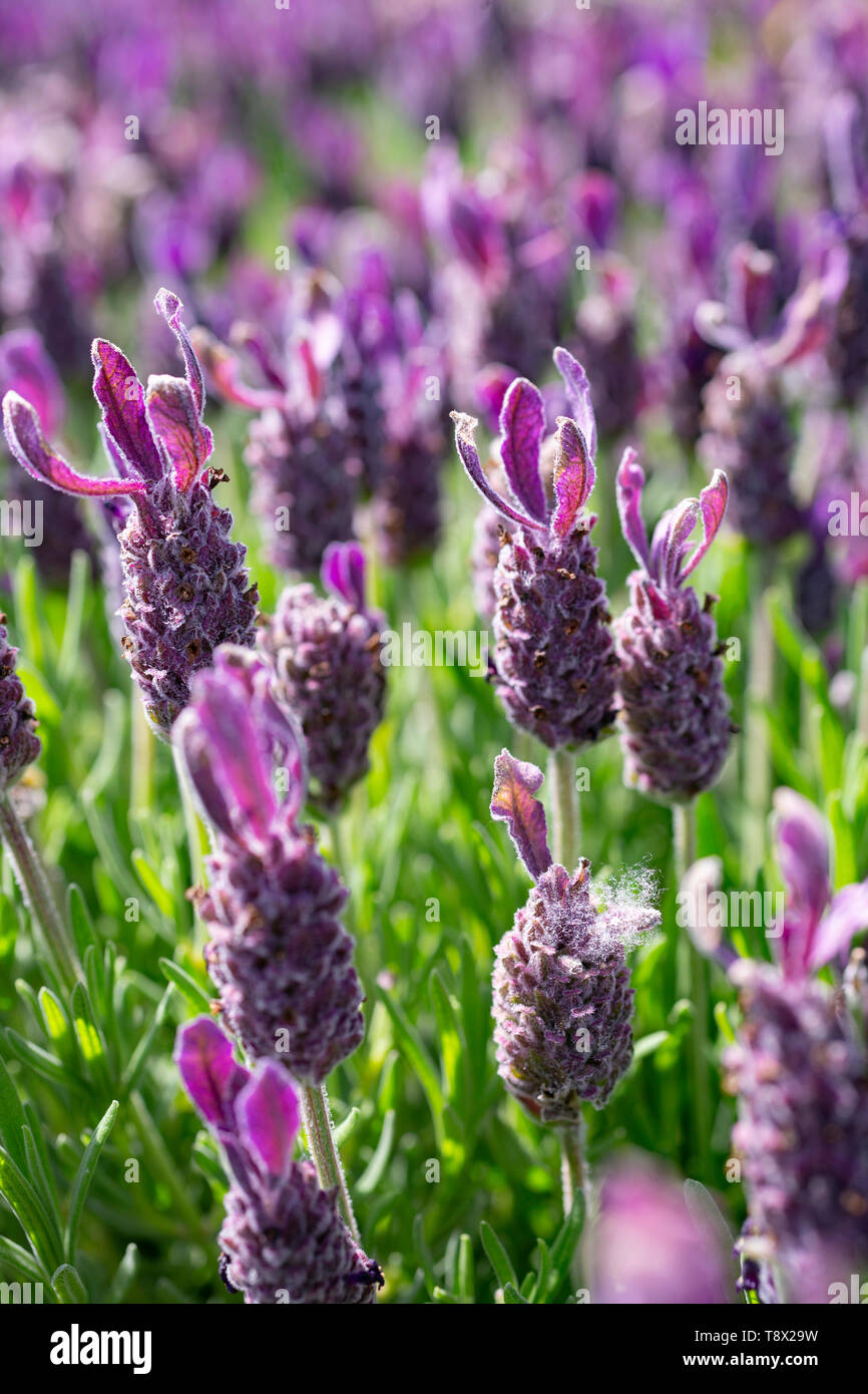 Lavandula stoechas 'Anouk' Stock Photo - Alamy