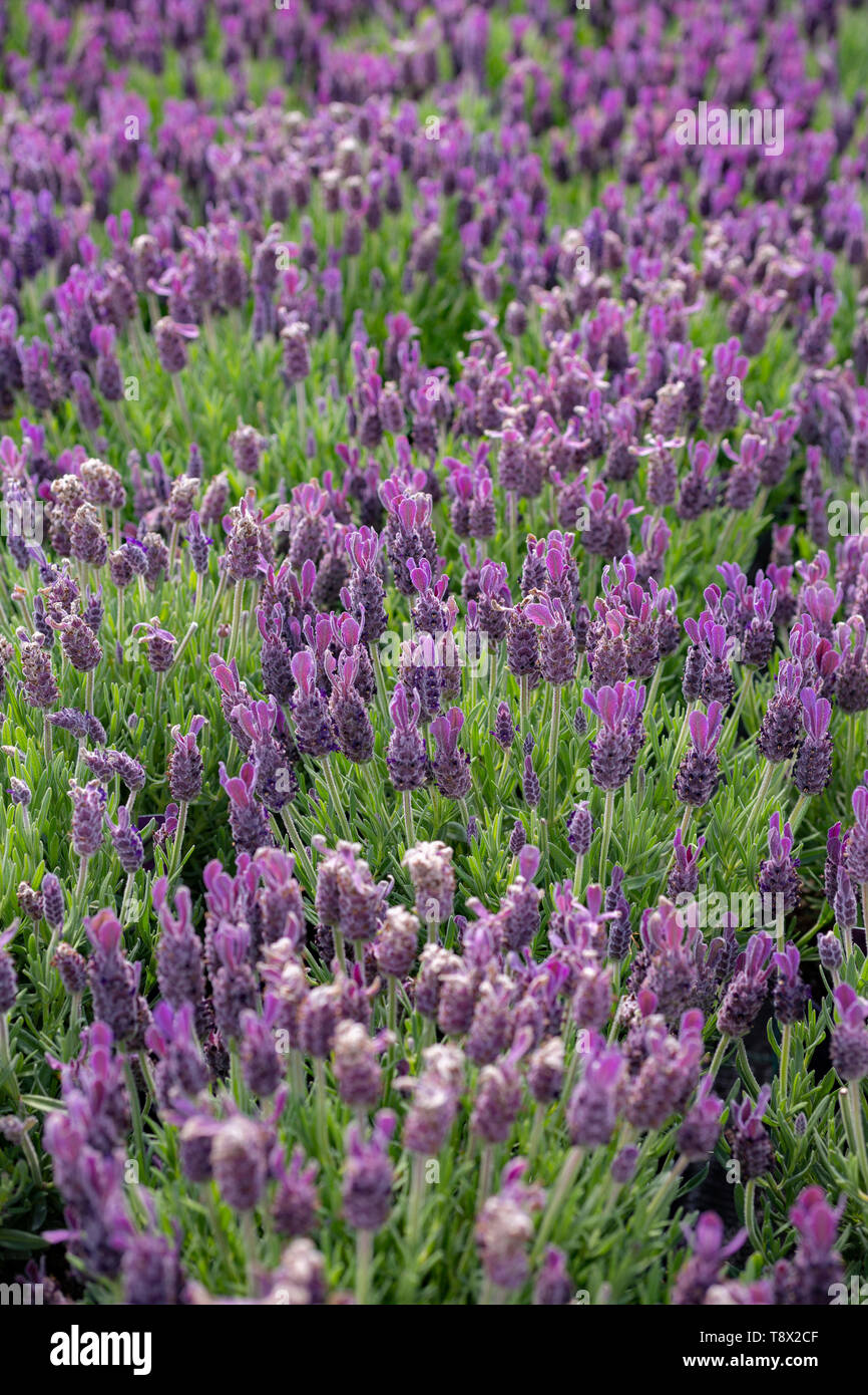Lavender anouk hi-res stock photography and images - Alamy