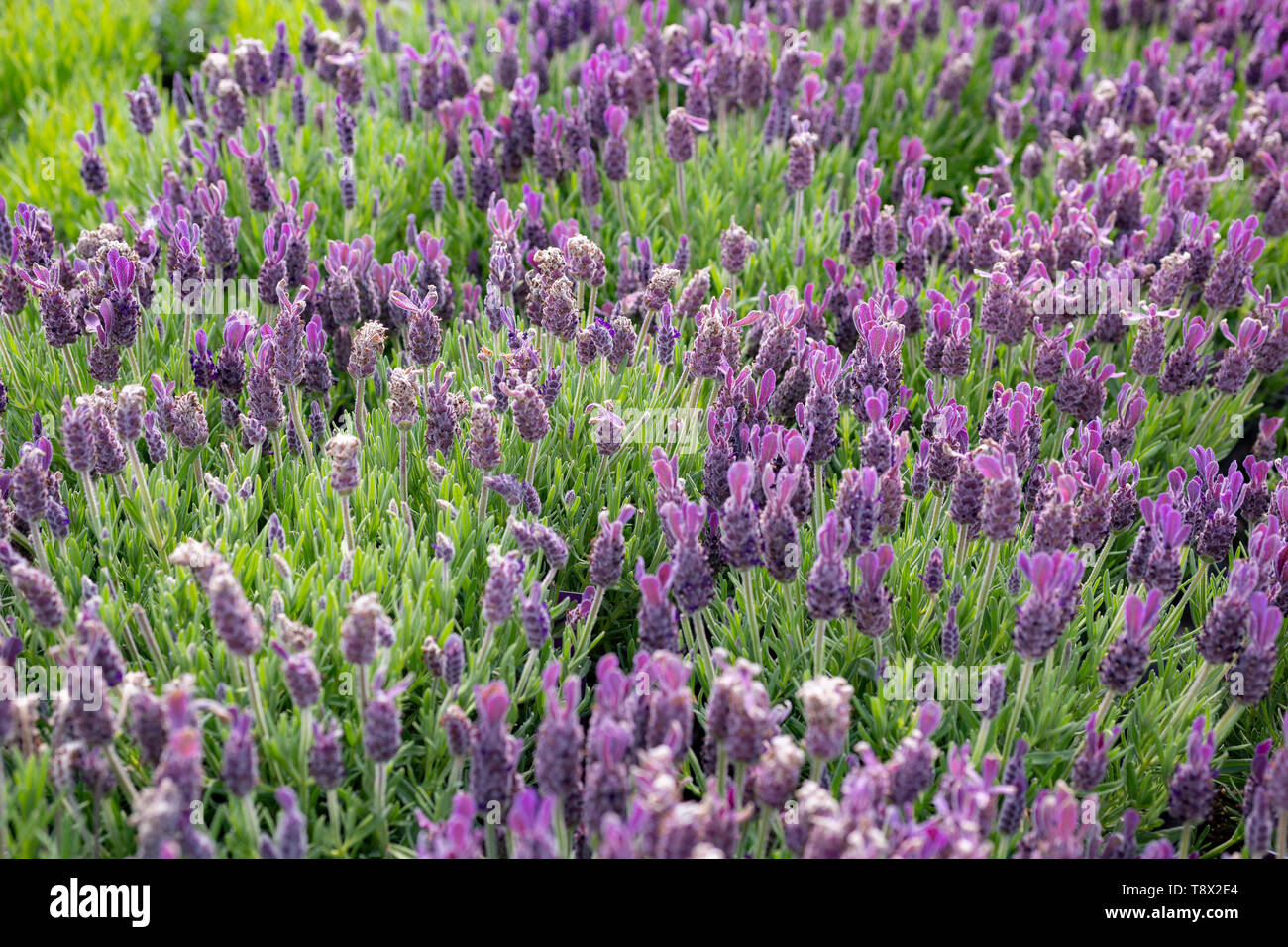 Lavandula stoechas 'Anouk' Stock Photo - Alamy