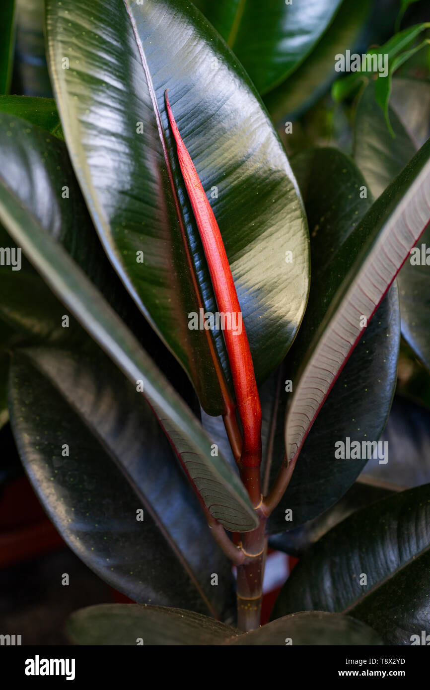 Ficus elastica 'Abidjan' Stock Photo - Alamy