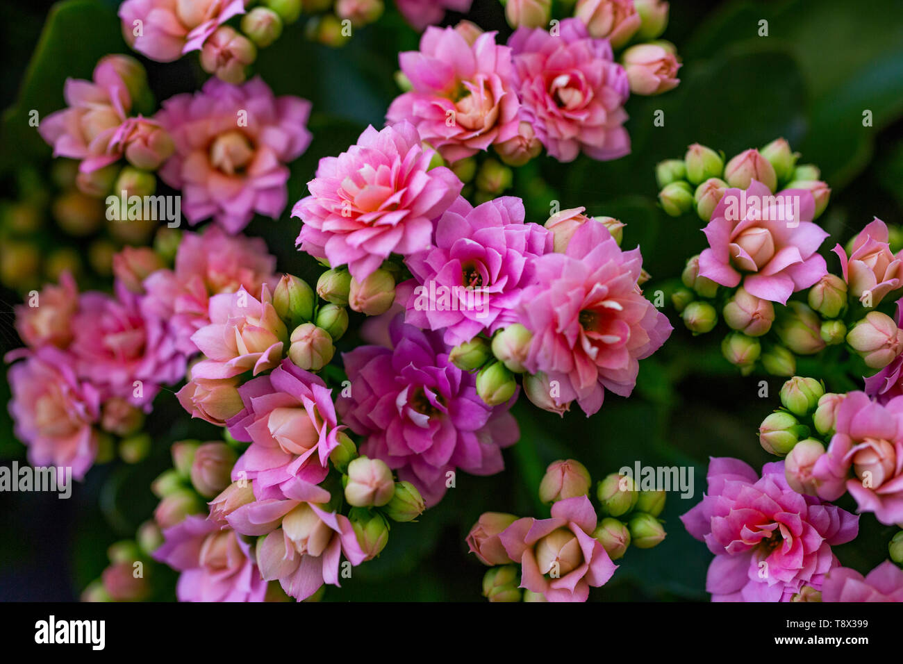 Kalanchoe blossfeldiana Calandiva series Stock Photo - Alamy