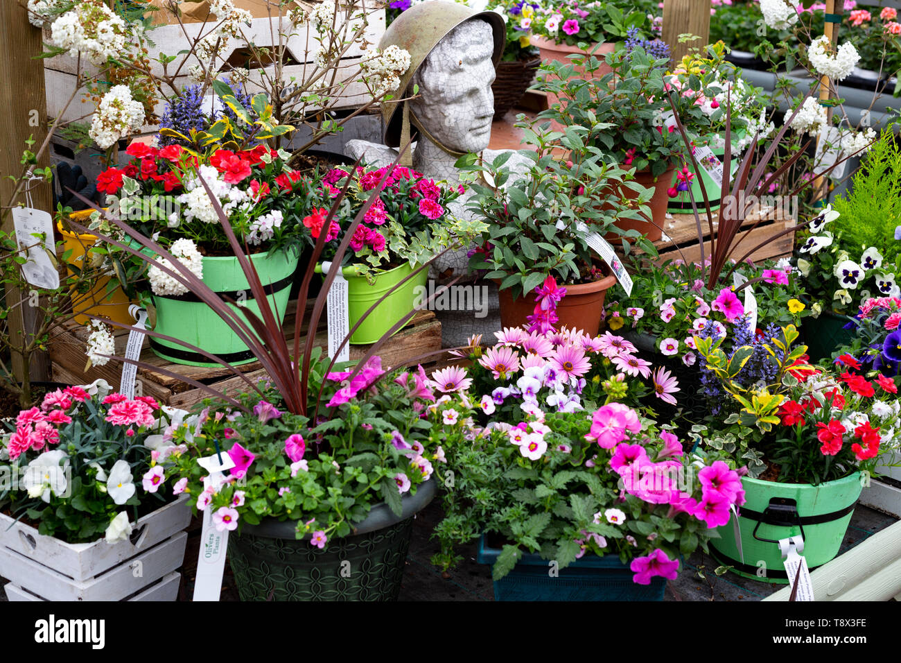 A variety of planted containers on display at a garden nursery Stock ...