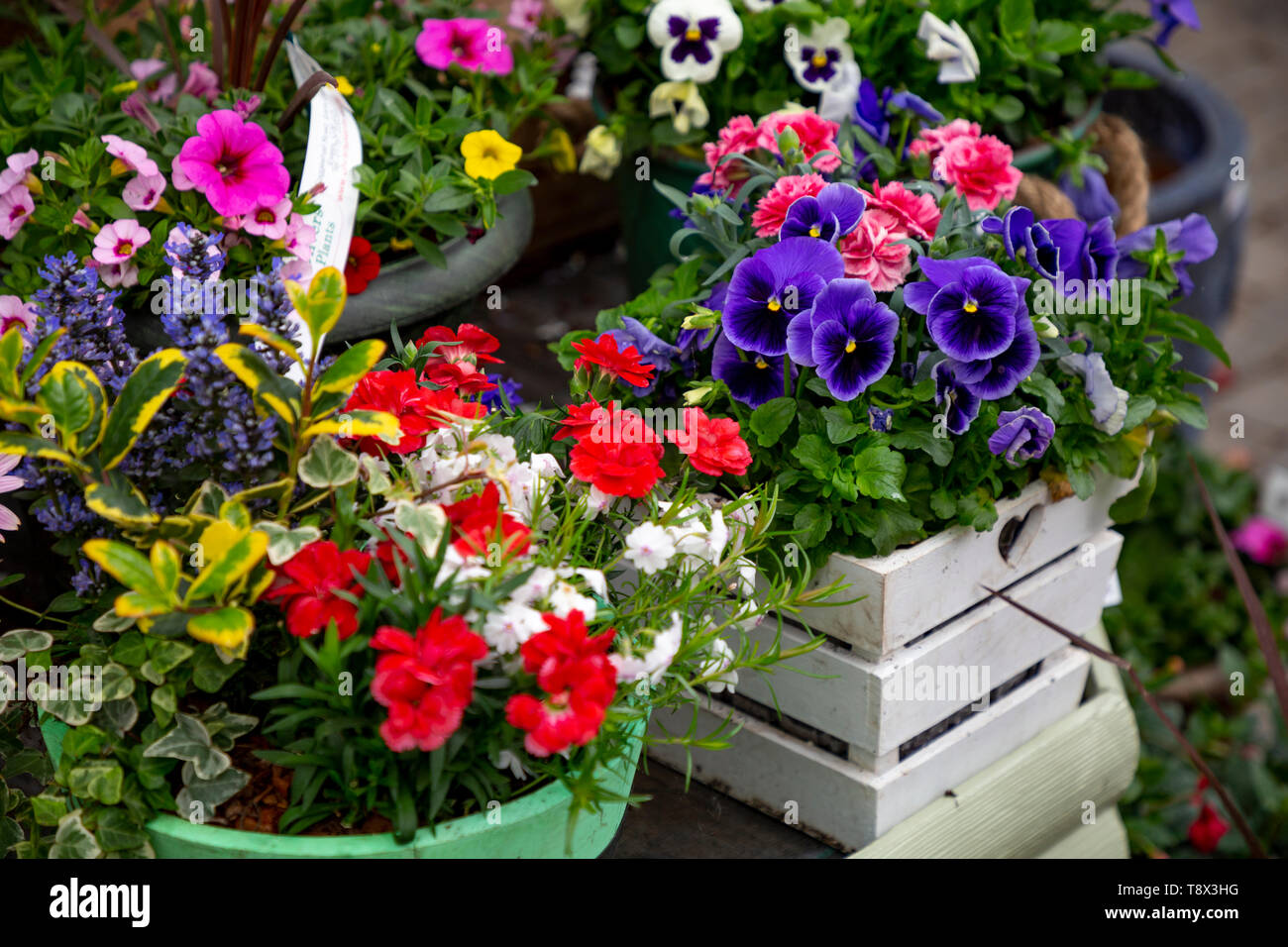 Wooden container planted with Violas and Dianthus Stock Photo - Alamy