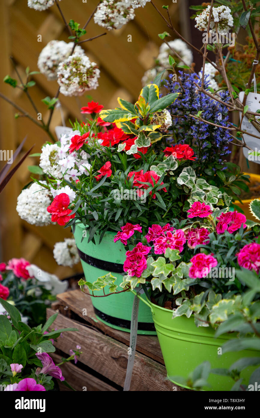 Green containers planted with Dianthus and Ivy Stock Photo - Alamy