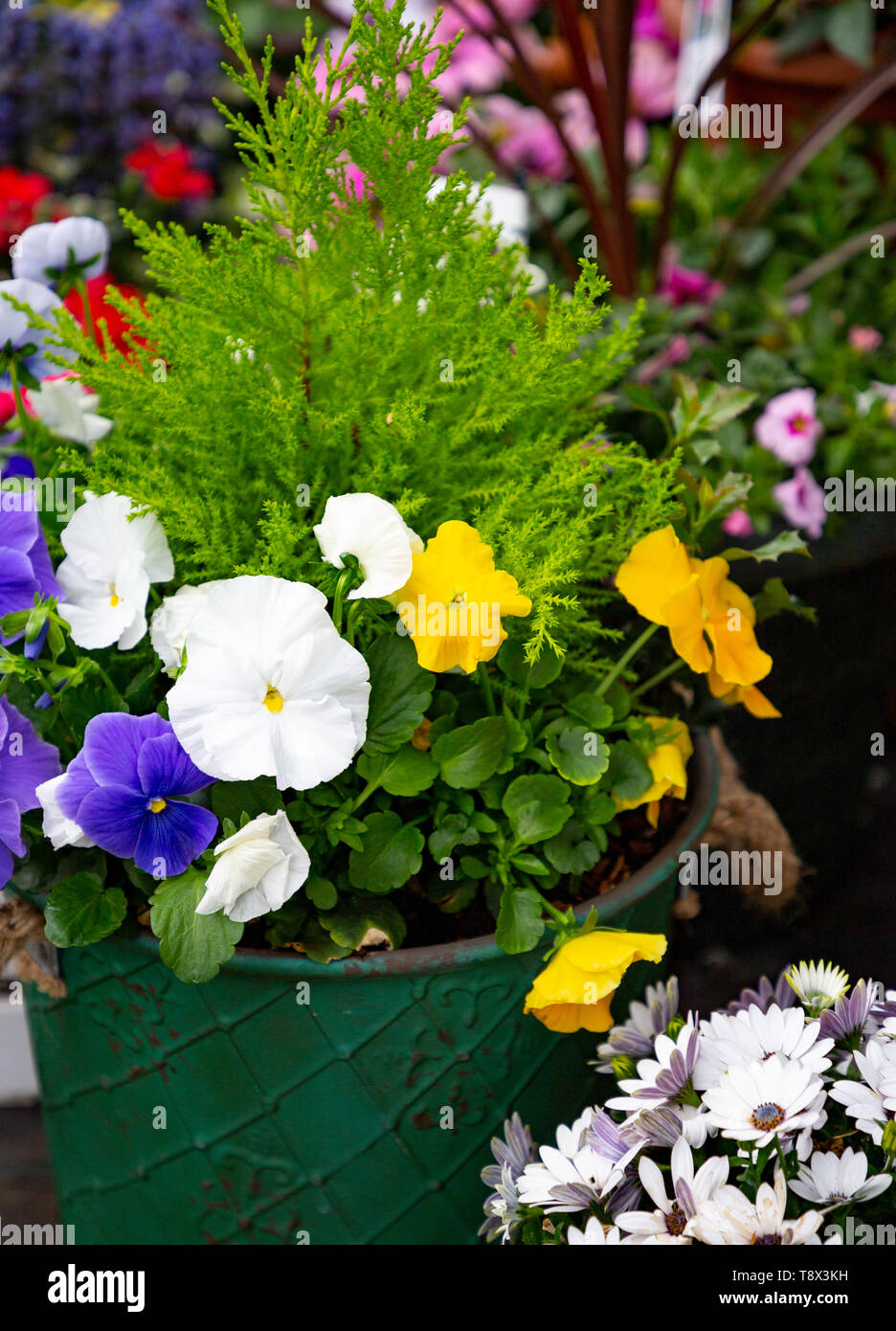 Green container planted with Violas and a Conifer Stock Photo - Alamy