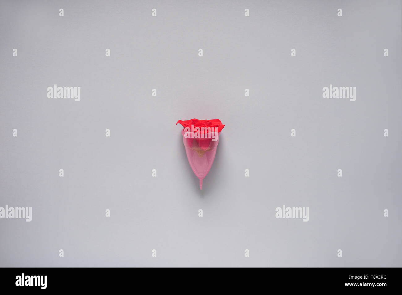 Menstrual cup with red rose on grey background Stock Photo - Alamy