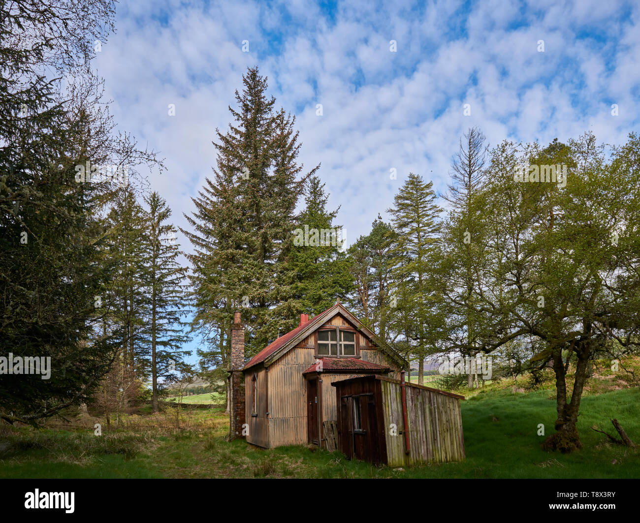 A dillapidated old Scottish Tin Clad building within a Forest of Pine ...