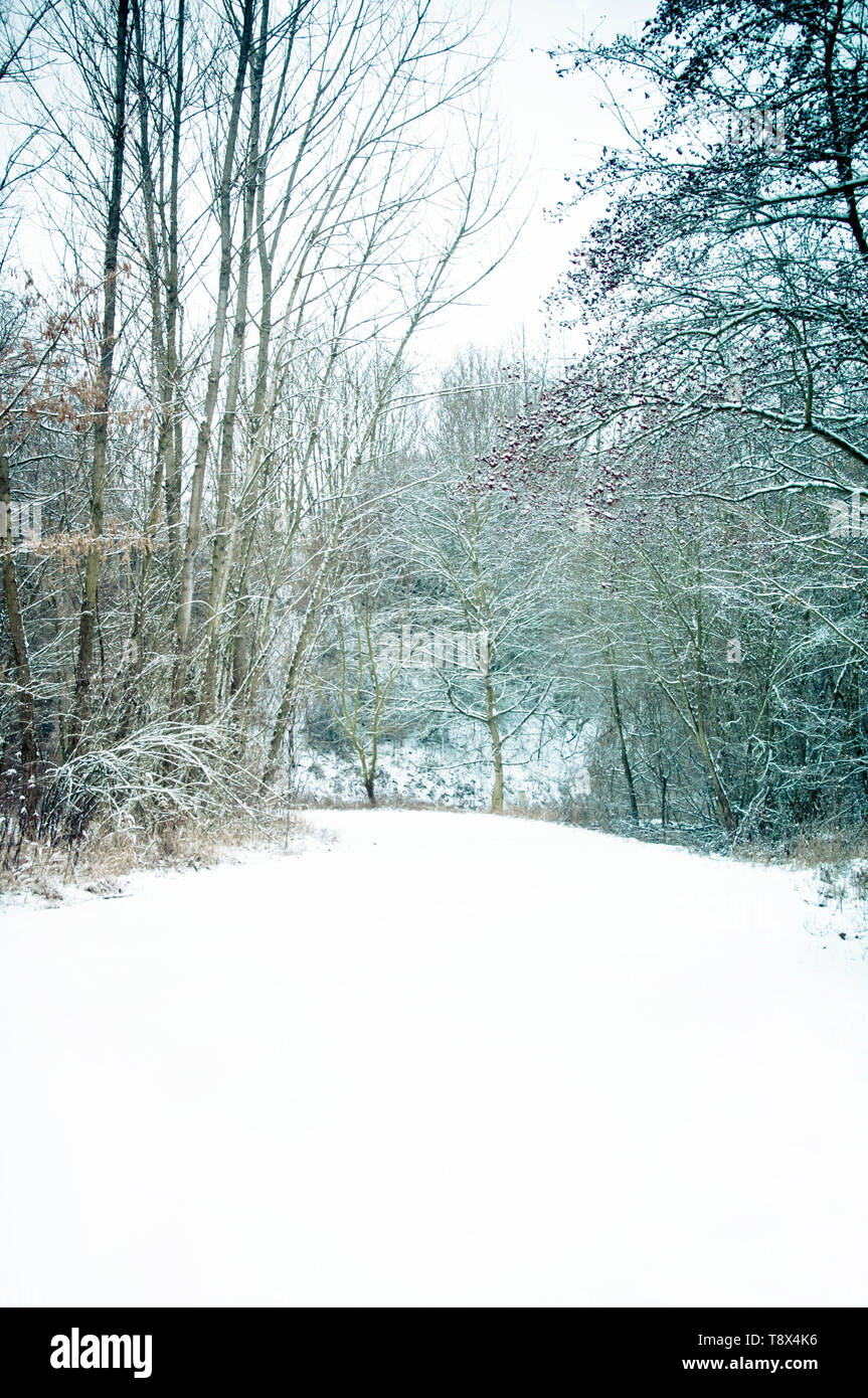 winter scene with trees and path into the forest covered with snow ...