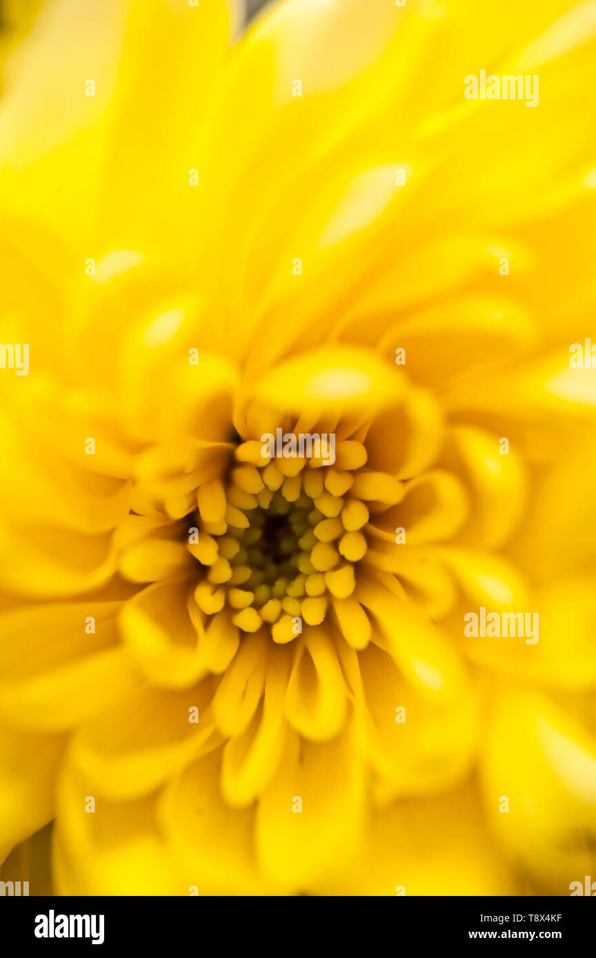Chrysanthemum yellow hi-res stock photography and images - Alamy