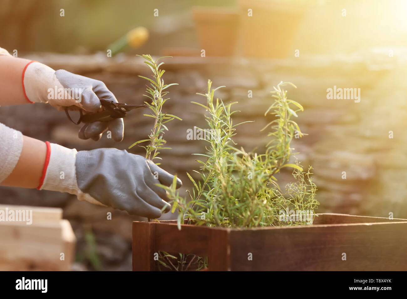 Rosemary cutting planting hi-res stock photography and images - Alamy