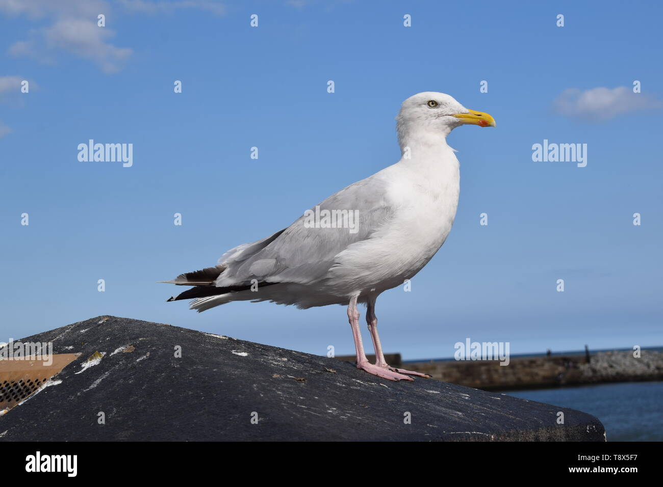 Wings of seagull hi-res stock photography and images - Alamy